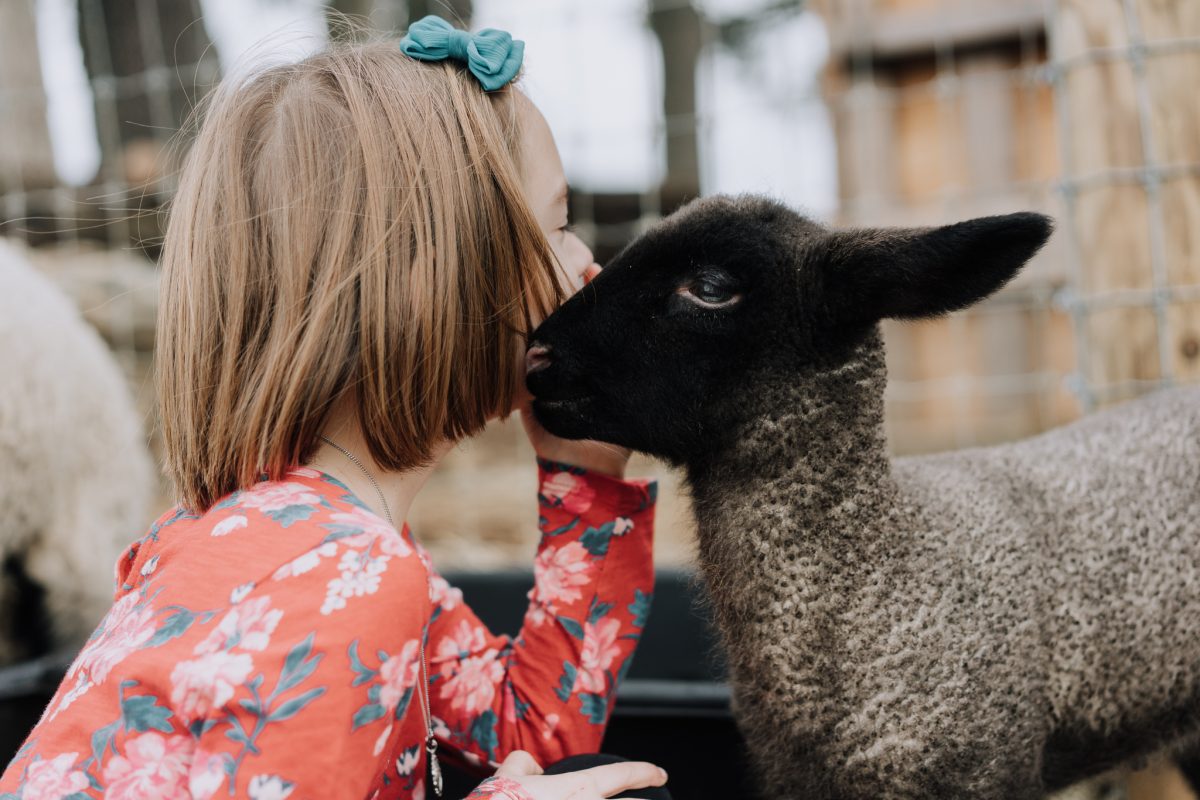 How to care for baby lambs
